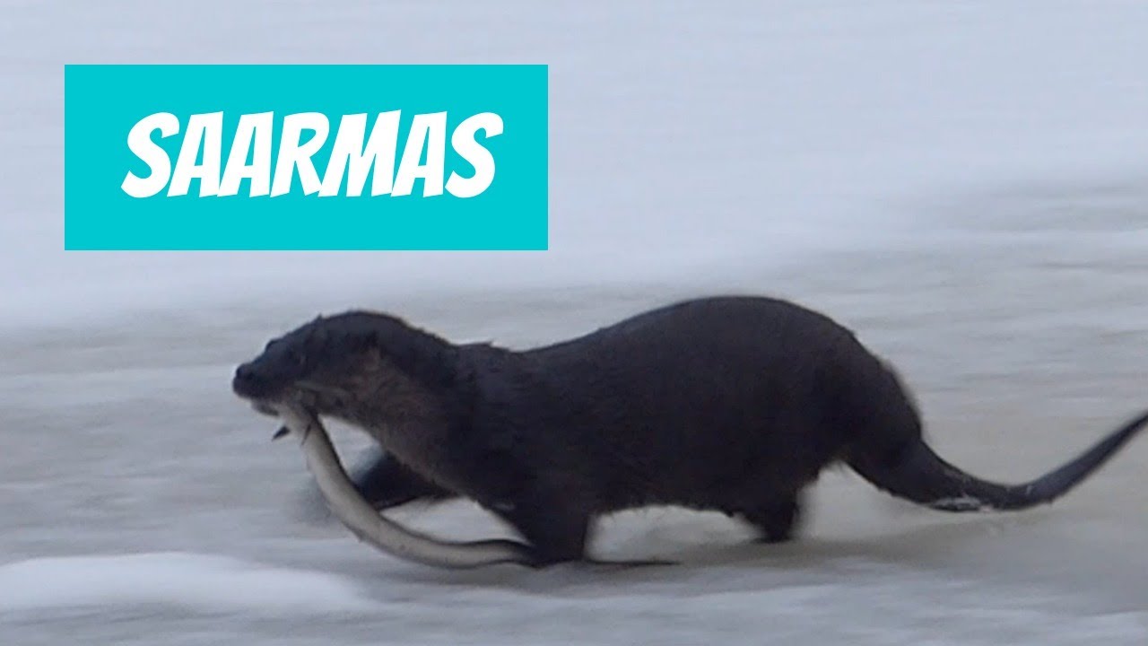 Saarmas (Lutra lutra; Eurasian otter) - Eesti elurikkus - YouTube