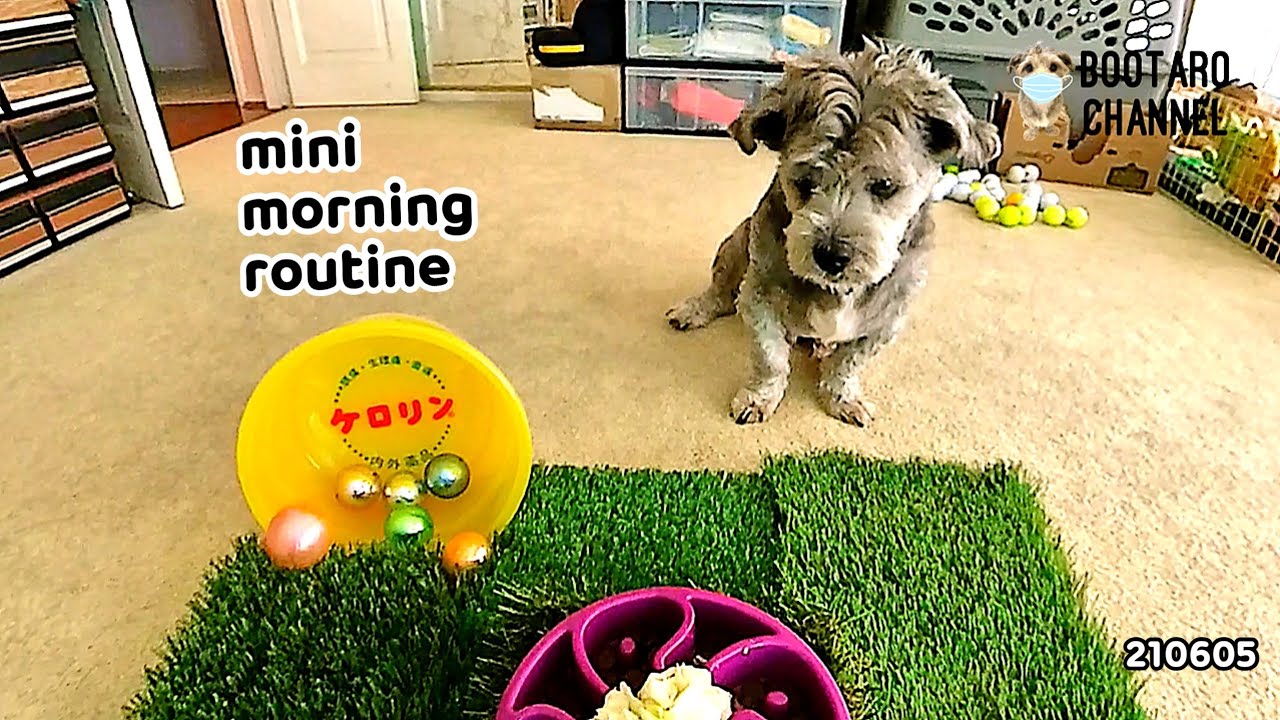 ★mini morning routine★ Good morning BooTaro ~210605~ - YouTube