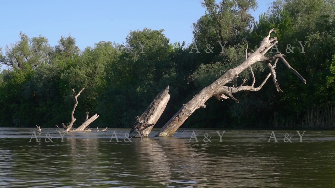 Dry tree in the river, time-lapse. - YouTube