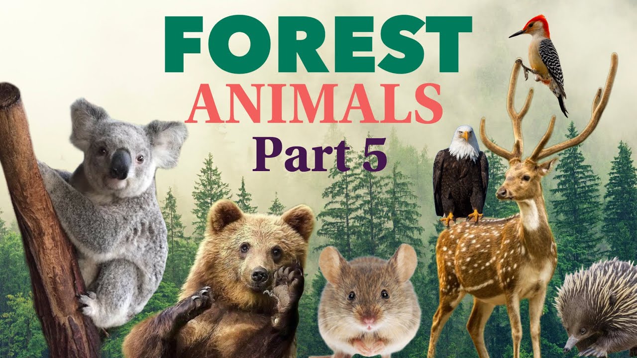Forest Animals Part 5 : Koala, Hawk, Echidna, Field Mouse, Eagle ...
