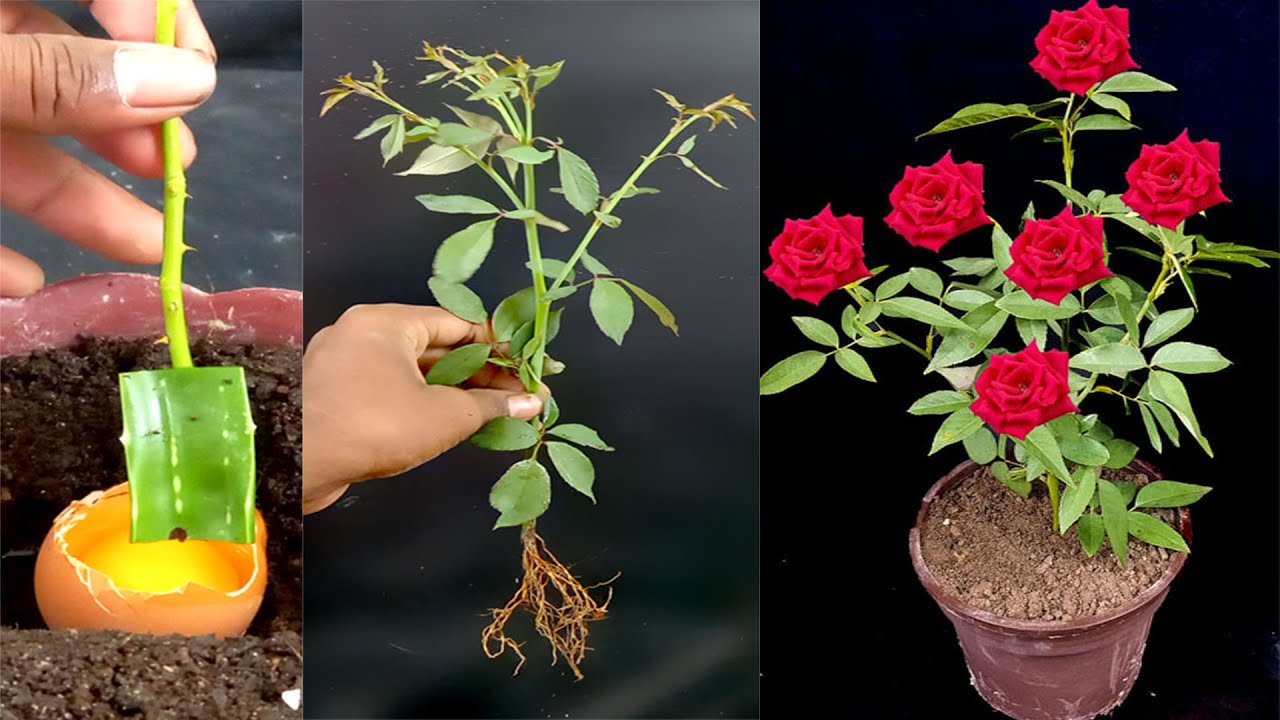 Amazing Rooting Rose Cutting in Egg for very fast rooting || New ...