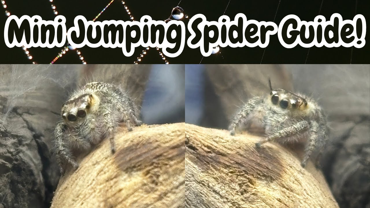 Mini Jumping Spider Guide | Hyllus Semicupreus Care Guide | Spooderpods ...
