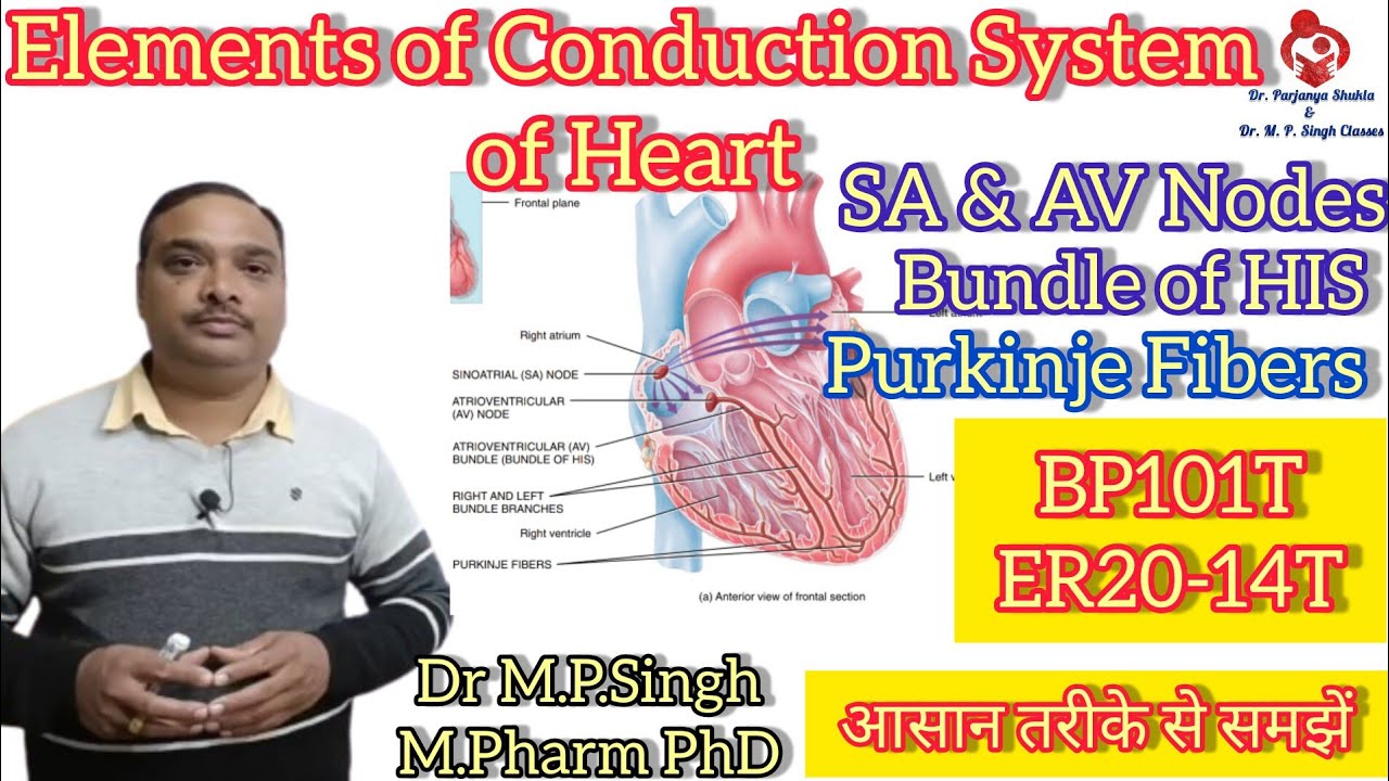 Elements of Conduction System of Heart | AV & SA Nodes Bundle of HIS ...