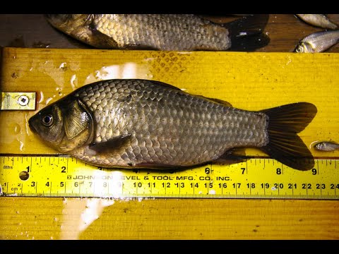 Alberta Native fish under threat from anglers transplanting Prussian ...