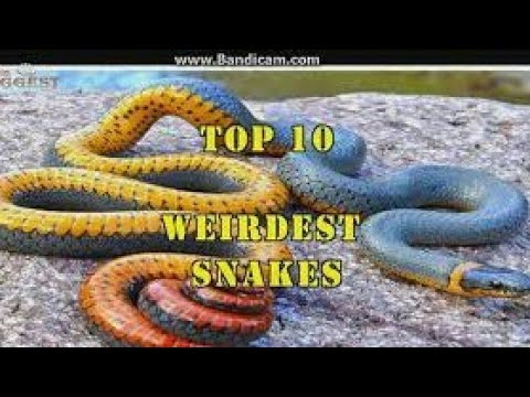 10/11 Weirdest Snakes In The World. - YouTube