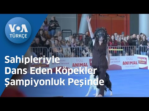 Sahipleriyle Dans Eden Köpekler Şampiyonluk Peşinde| VOA Türkçe