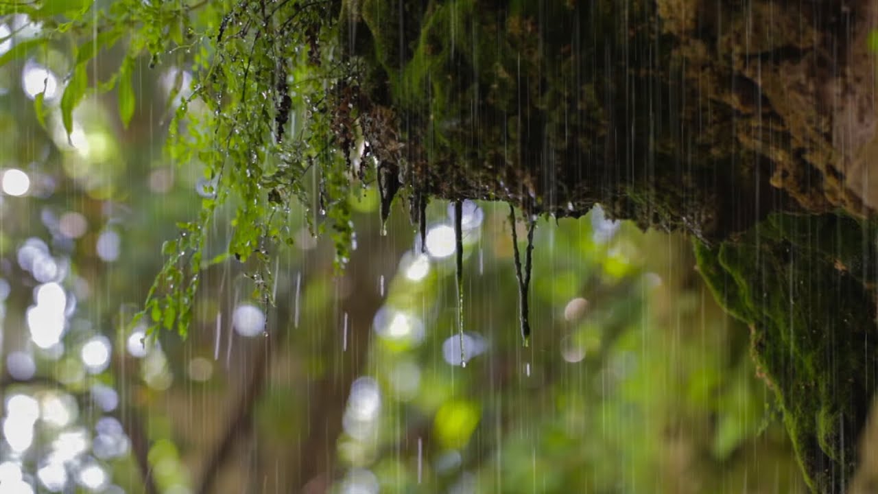 Rain falls on the trunk of an ancient tree 🌧️ The sound of falling rain ...
