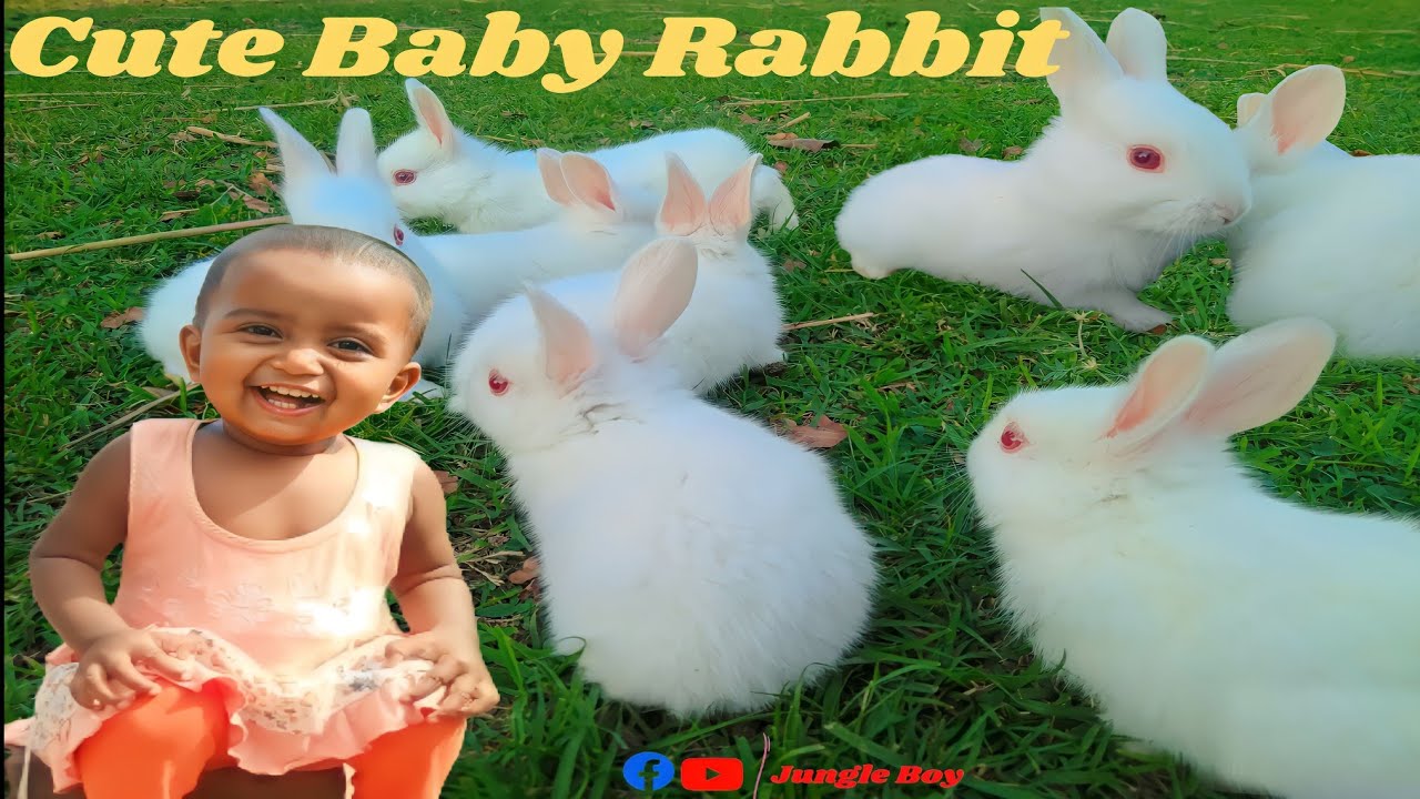 Cute Baby Rabbit 🥰 🐇// সুন্দর খরগোশ বাচ্চা 🥰🐇Baby Rabbit Feeding ...