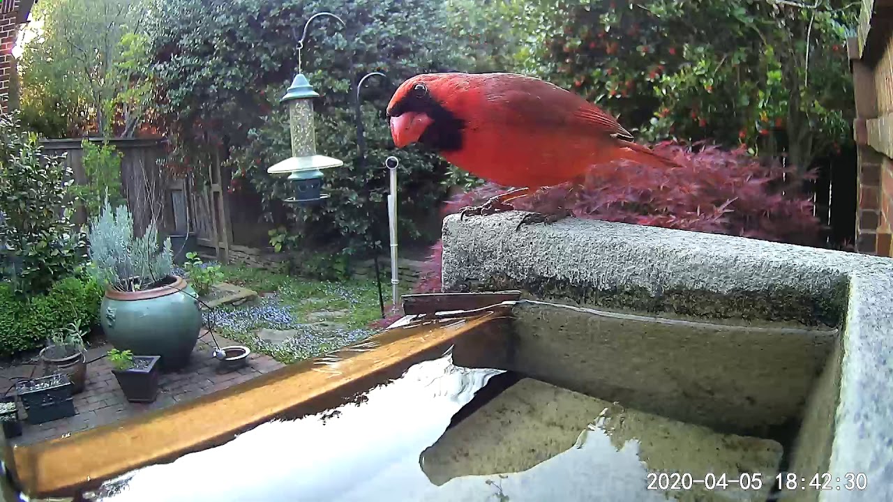 Male Cardinal taking a drink - YouTube