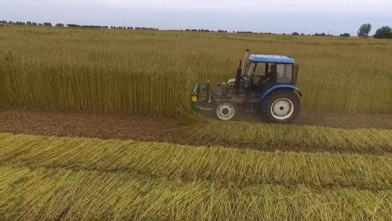 Zhonglong Hemp Farm in north part of china - YouTube