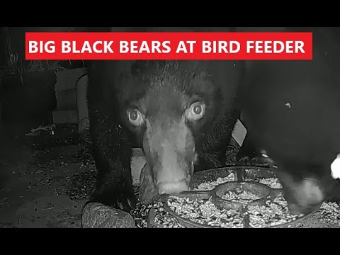 VERY CLOSE UP 3 BLACK BEARS Video from my backyard birds feeder. Huge Mama bear and 2 big cubs ...