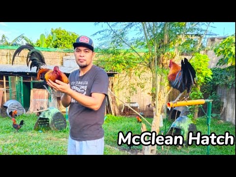 McClean Hatch Bloodline of Jred Game Birds #chicken #breeding #animal # ...