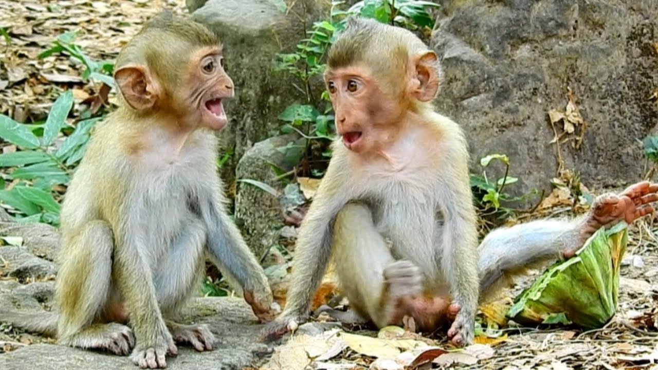 Monkey Rainbow like to eat lotus seed - YouTube