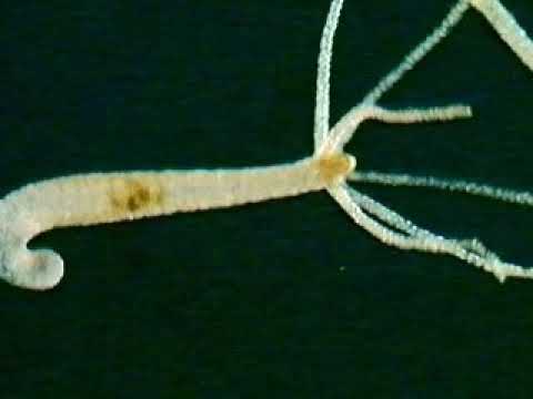 Hidra (omurgasız hayvan, sölenter) dijital mikroskop