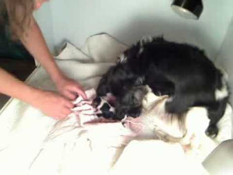 First puppy being born - YouTube