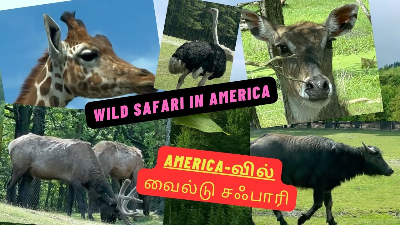 🐅 🦓 🦒 🐻 Drive Thru Six Flags Wild Animal Safari in America - YouTube