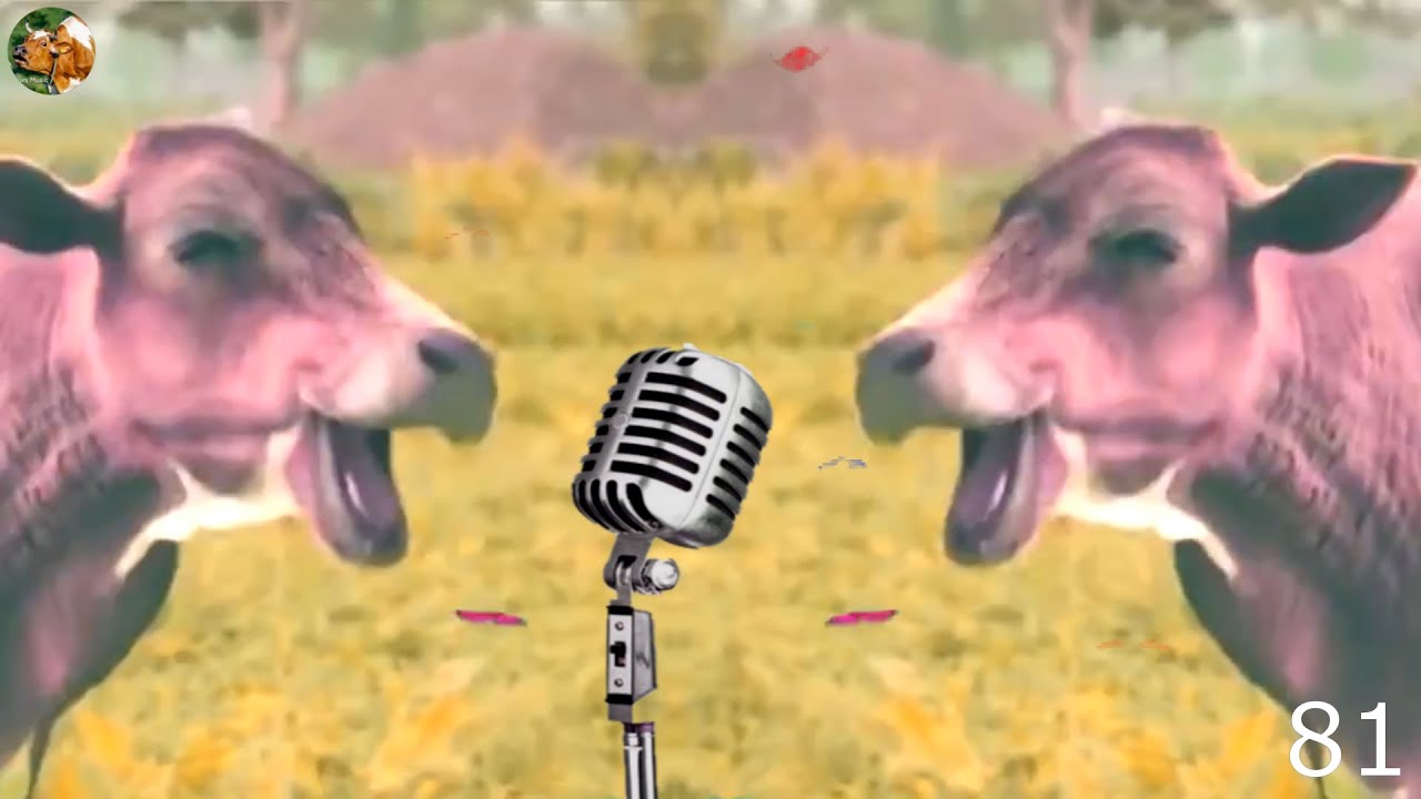 FUNNY COW DANCE 81 | BABY COW SONG & CUTE COW VIDEOS | COWS MUSIC ...