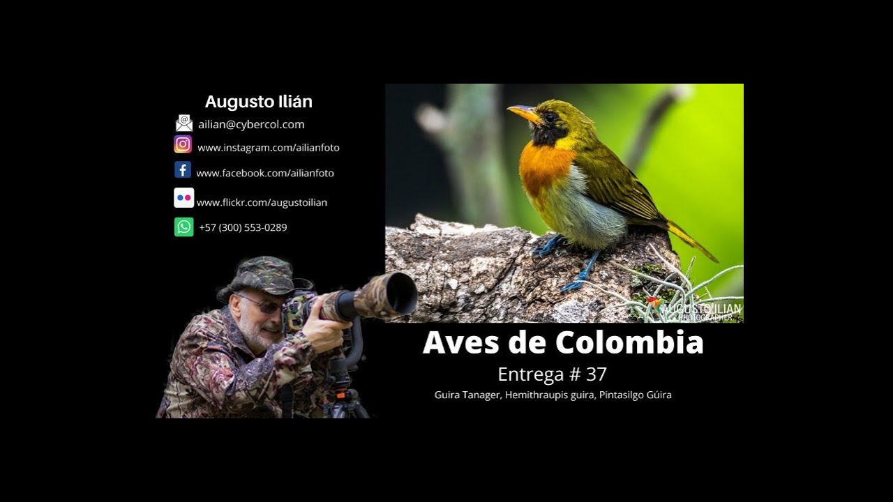 Aves de Colombia Entrega #37 pintasilgo de buche negro o güira ...