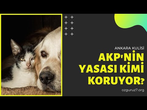 AKP'nin yasası kimi koruyor?