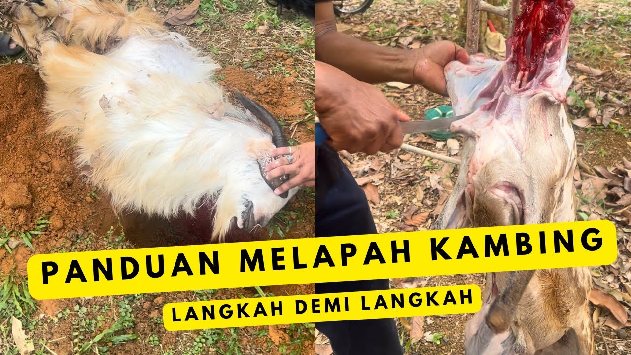 Panduan Melapah Kambing - Langkah Demi Langkah - YouTube
