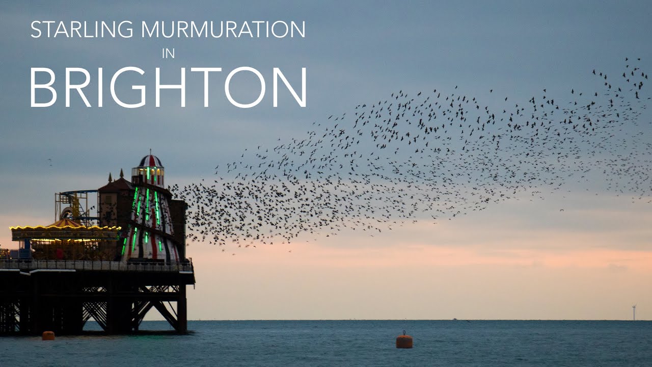 Brighton Pier Starling Murmuration - Wildlife Photography With the Canon 7D Mark II - YouTube