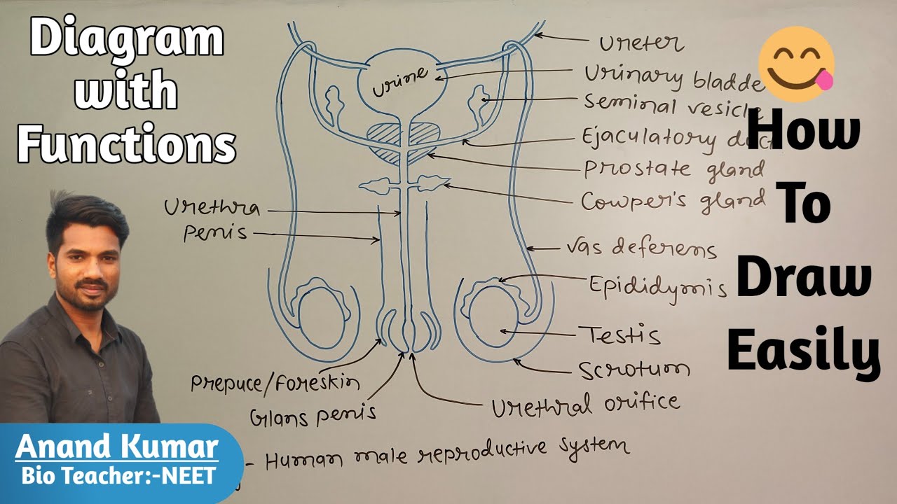 How to draw Human Male Reproductive System / Diagram of Human Male ...