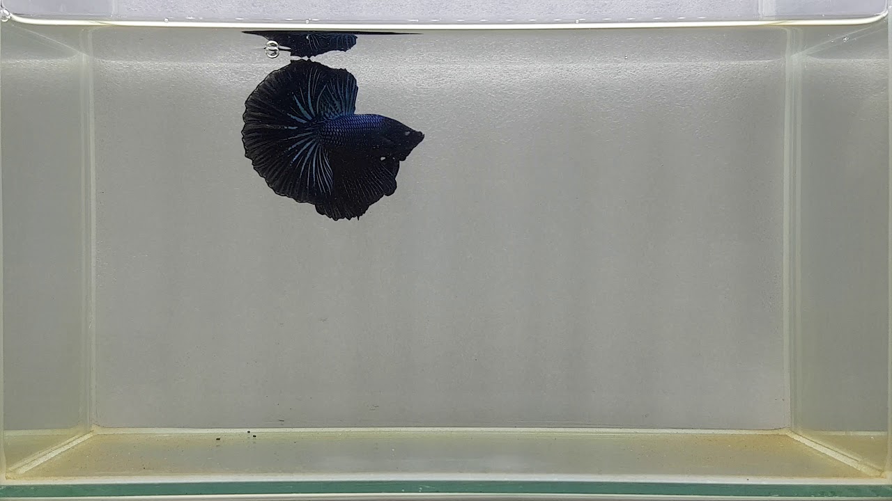 Male Betta: MY141 Fancy Dark Blue Black Light Half Moon Premium Rare ...