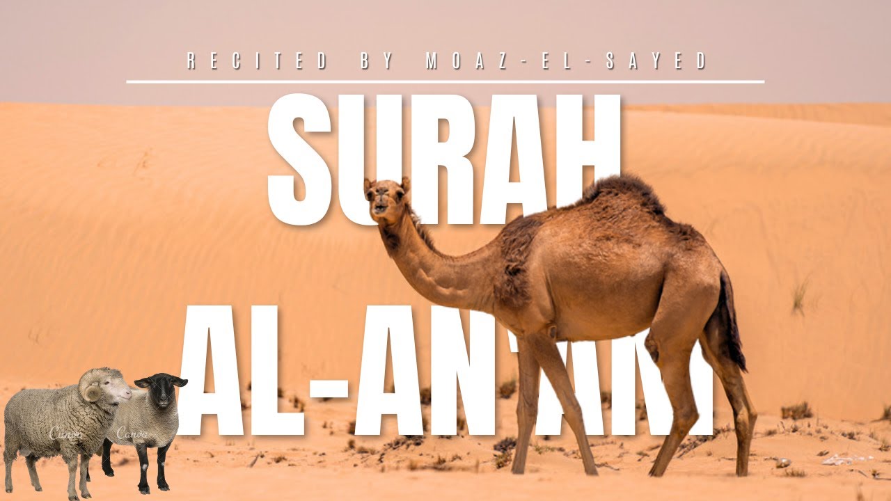 Surah Al-An'am(The Cattle) | Quran:6 | Recited by - Moaz-El-Sayed | The Way to live - YouTube