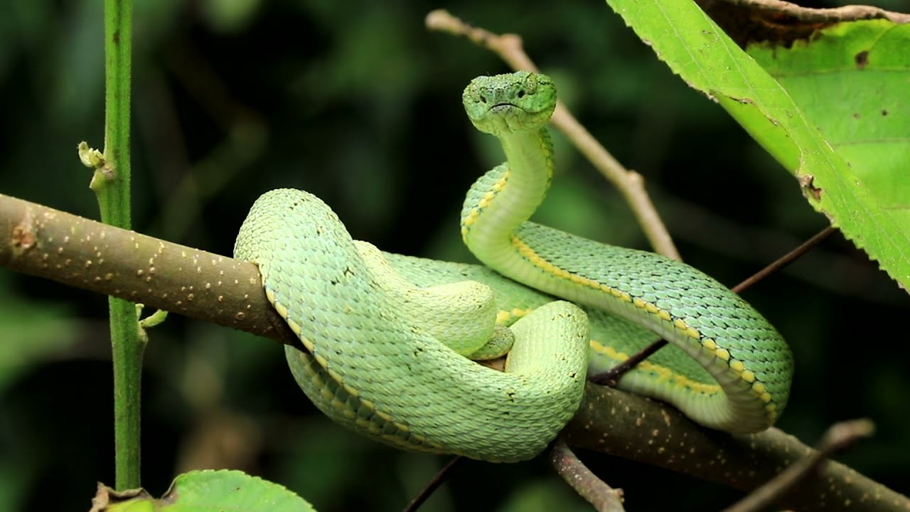 Víbora arborícola, lora (Bothrops bilineatus), Bolivia - YouTube