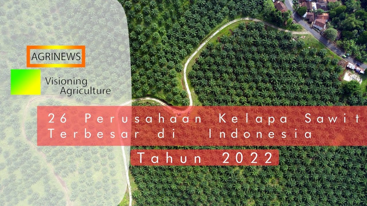 26 Perusahaan Kelapa Sawit Terbesar di Indonesia Tahun 2022 - YouTube