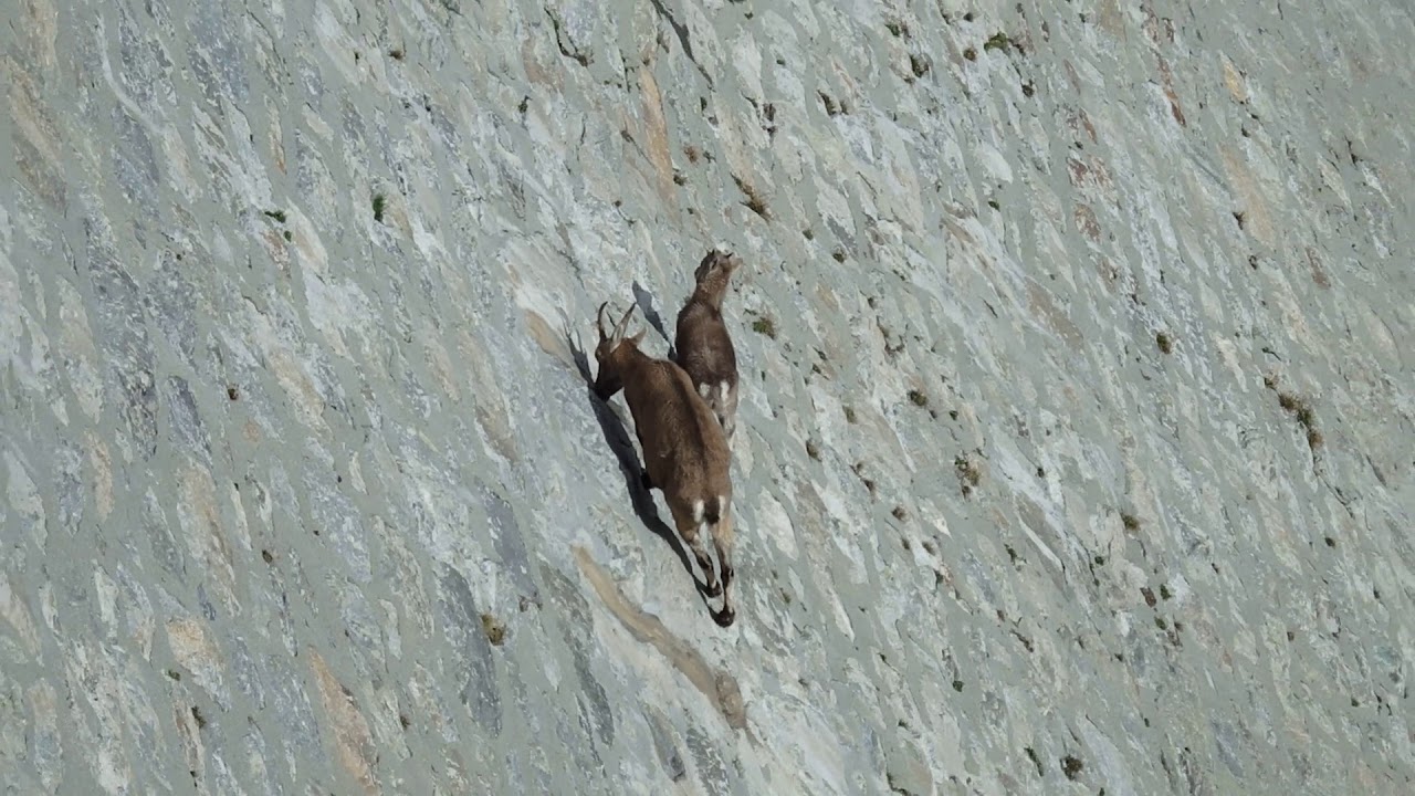 Alpine ibex and baby - Cingino dam - YouTube