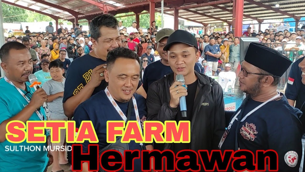 HEBOH..!! SETIA FARM HERMAWAN DATANG SEBAGAI PENONTON DI PENIMBANGAN ...