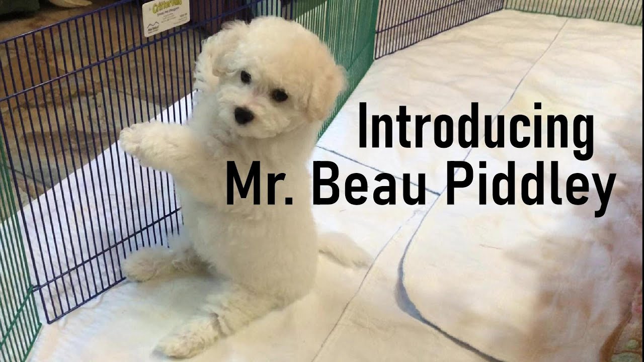 Come Meet Our New BICHON FRISE Puppy: After seeing this, you're gonna ...
