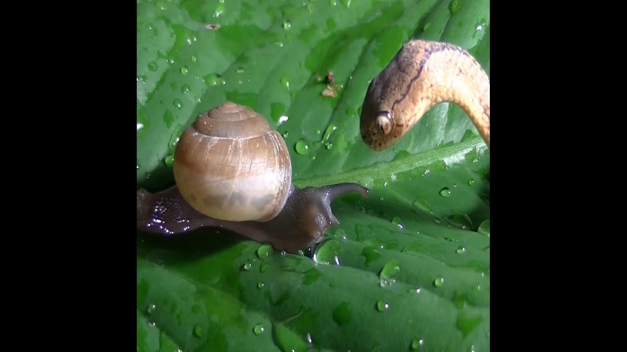 Snail vs Snake great battle Ever - YouTube