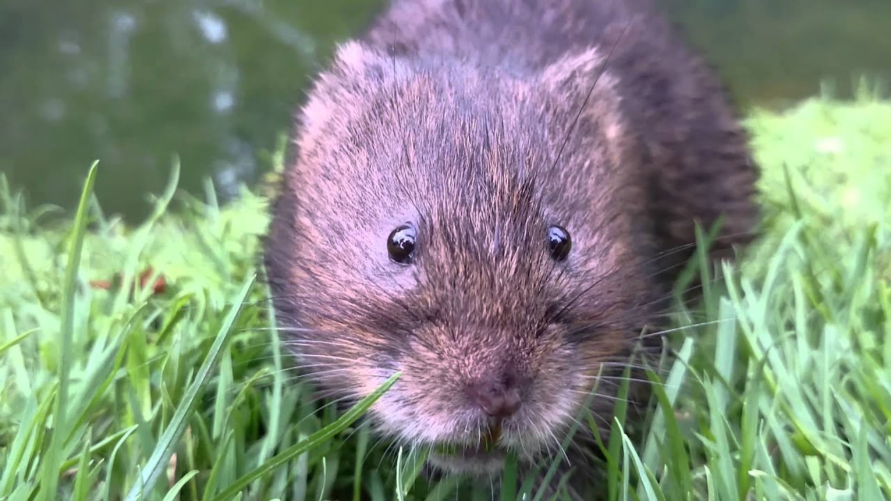 Cute Water Rat Close Up In Arundel HD - YouTube
