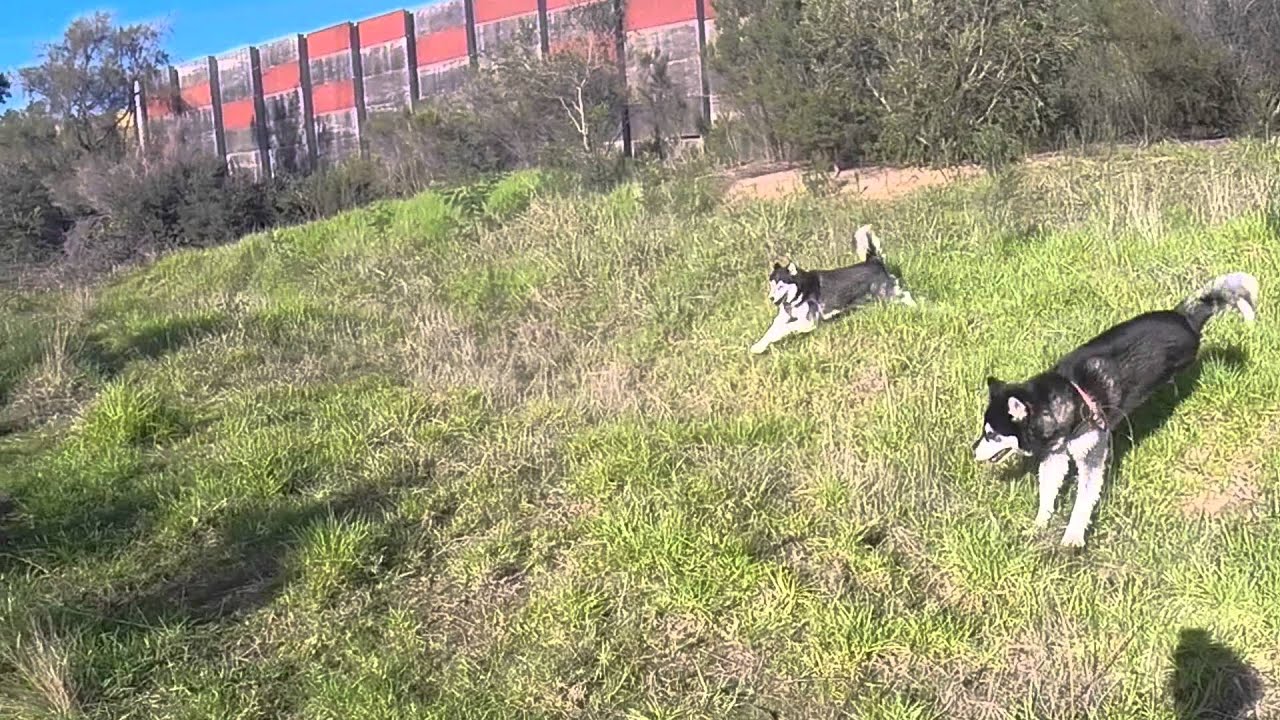 Delta the Singing Husky Sunday sun play ;;; - YouTube