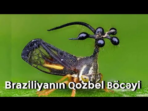 Braziliyanın Qozbel Böcəyi