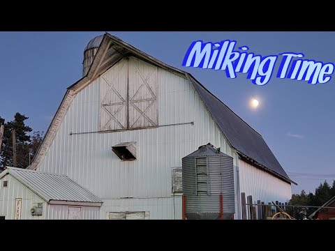 Milking Cows On Our Small Dairy Farm