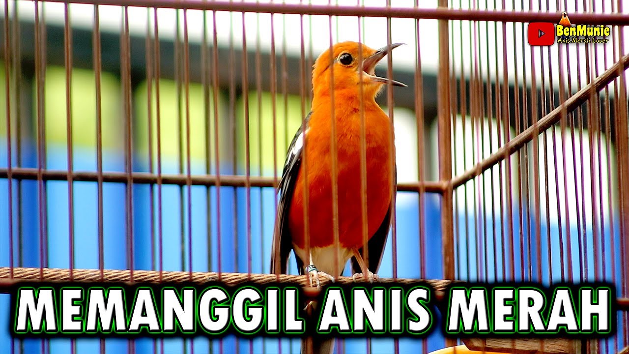 Anis Merah Gacor Setiap Saat, Jadi Pancingan Anis Merah Langsung ON ...