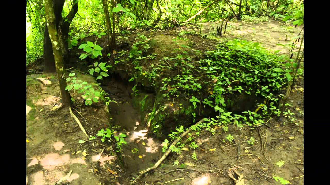 El bosque de Cinquera-ko basoa - YouTube