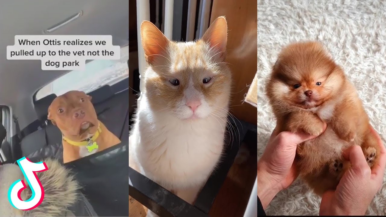 Cute And Funny TikTok Pet Videos | Cutest Animals Compilation - YouTube