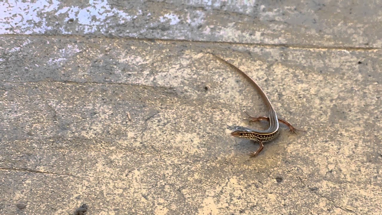 Lizard In The Warehouse - YouTube