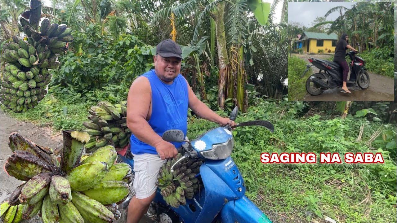 Pagtiba Ng Saging Na Saba Vlog394 Youtube