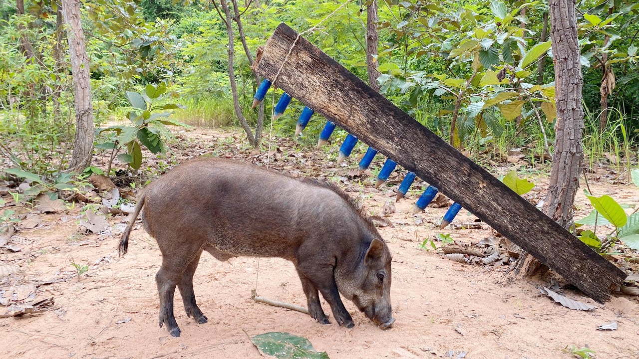 Build Unique Primitive Wild boar Trapping Tool Using Wood #shortvideo ...
