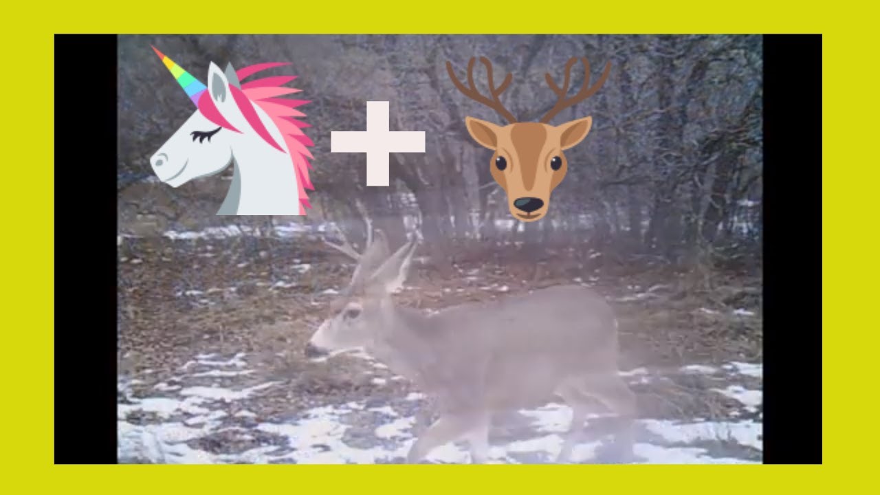 Unicorn Deer - YouTube