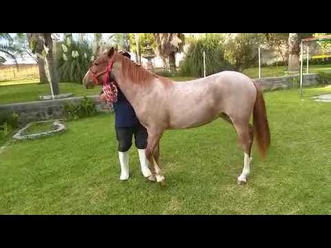 Caballo Rosillo Flor De Durazno: Belleza Y Elegancia | TeleFlor