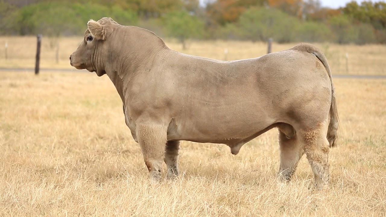 lot 1 bull - YouTube