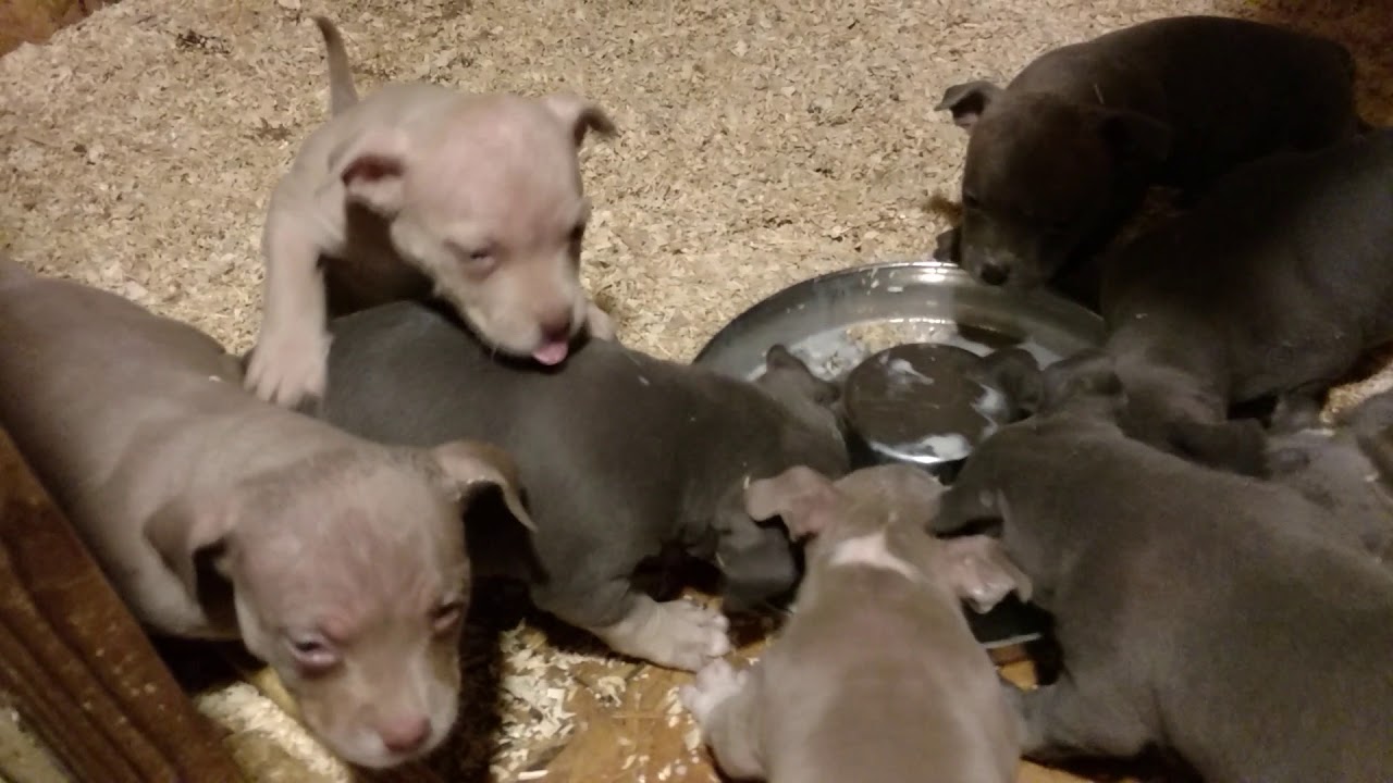 American Bully : 6week Puppy update & feeding - YouTube