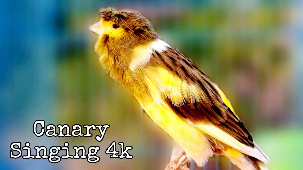 Canary Singing 4k | Best Canary Bird Singing Song - YouTube