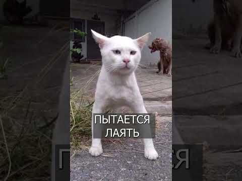 Кот думает, что он ПИТБУЛЬ